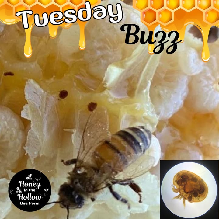 🐝 When our bees arrive in South Carolina, we’ll check on them and treat ...